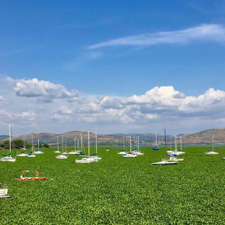 The Invasive Hyacinth Weed: A Threat to Hartbeespoort's Ecosystem
